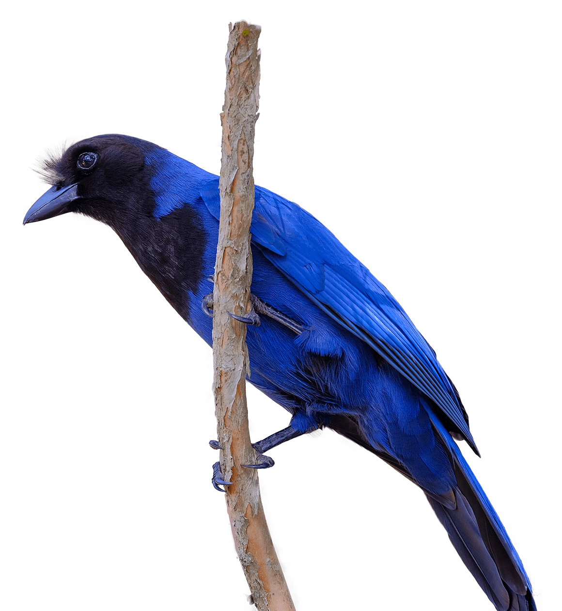 Blue Rook Distillery - Cachaça, Cane Vodka & Cane Gin - Danville, KY