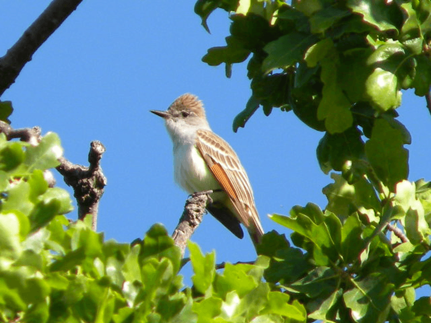 Spring Equinox Bird Walk! — Friends of Olompali