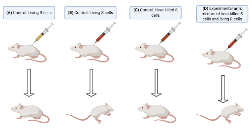 The Story of DNA Discovery — Youth STEM 2030