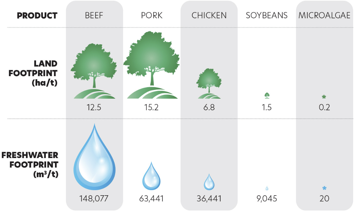 Microalgae and More: Is Algaculture Our Sustainable Saviour? — Youth ...