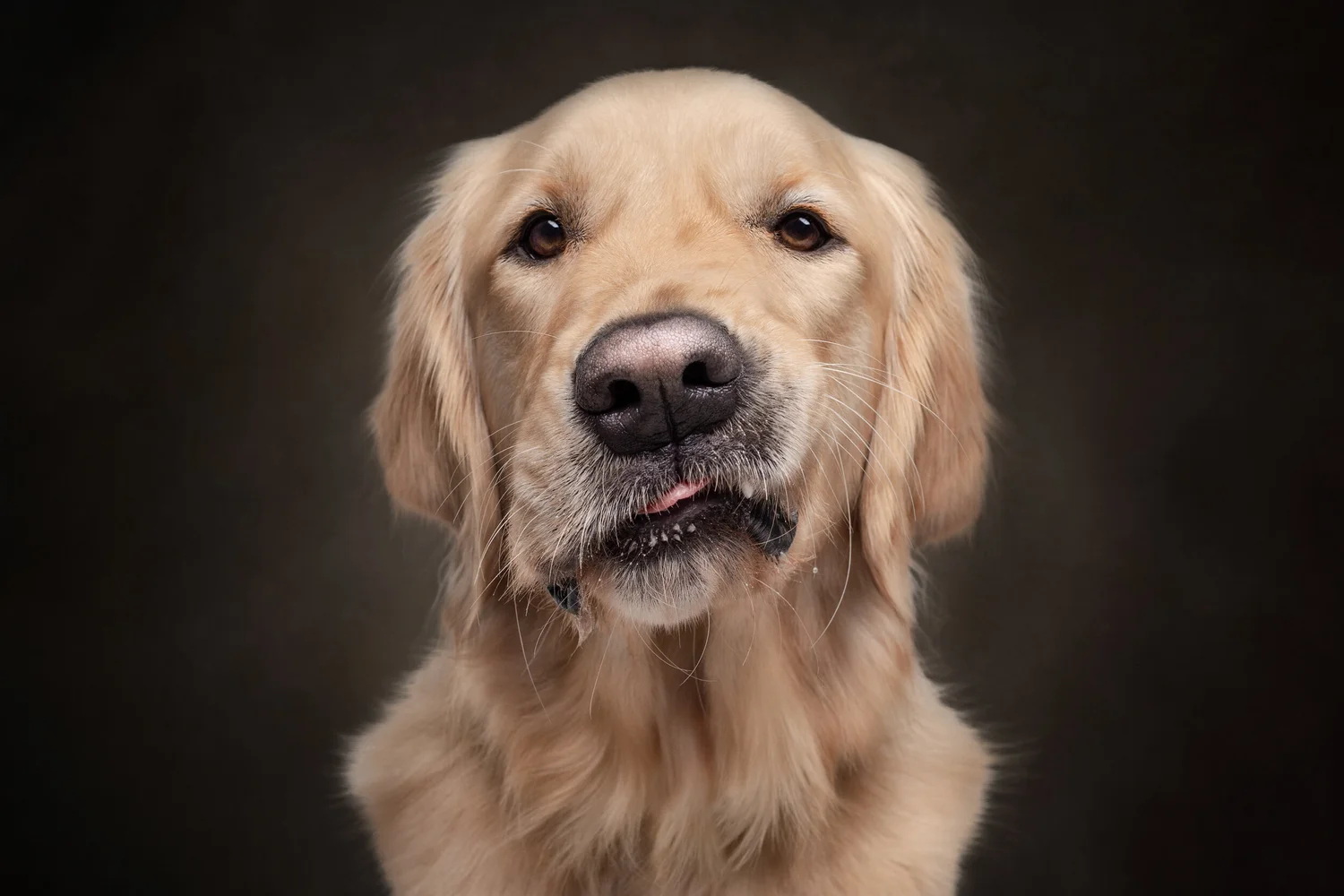 Dogs Are The Best People — Belinda Richards