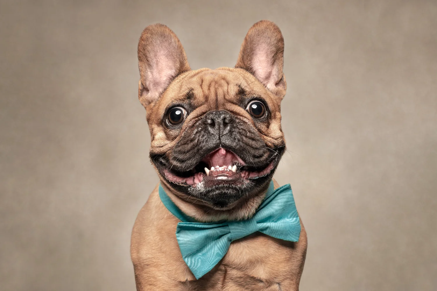 Dogs Are The Best People — Belinda Richards