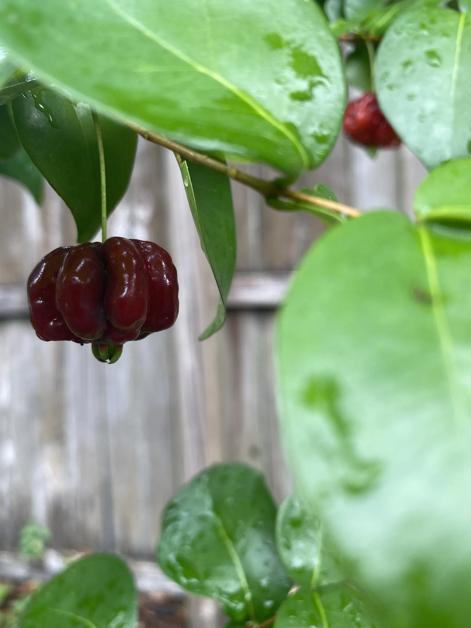 Plant Profiles — Real Sweet Farms