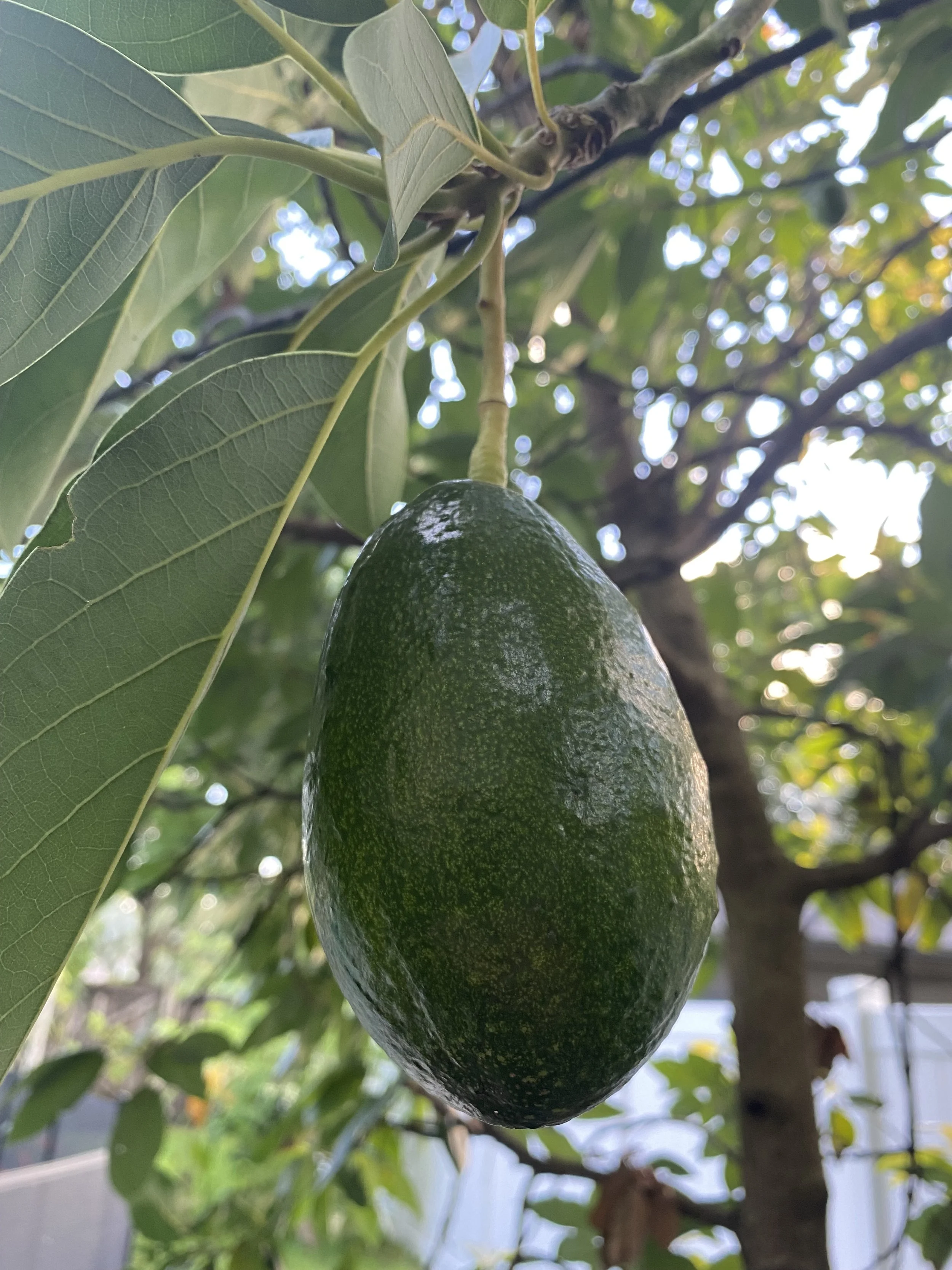 Avocado Profile — Real Sweet Farms