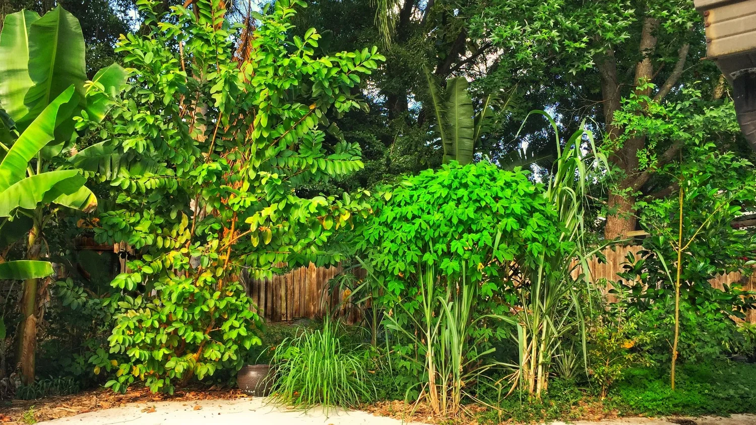 Plant Profiles — Real Sweet Farms