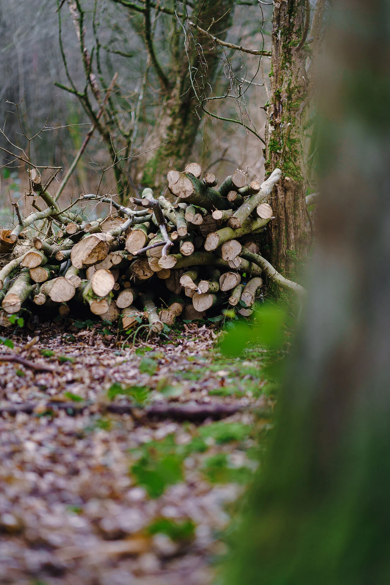 Coppicing | Sustainable Woodland Management | Sebastian Cox