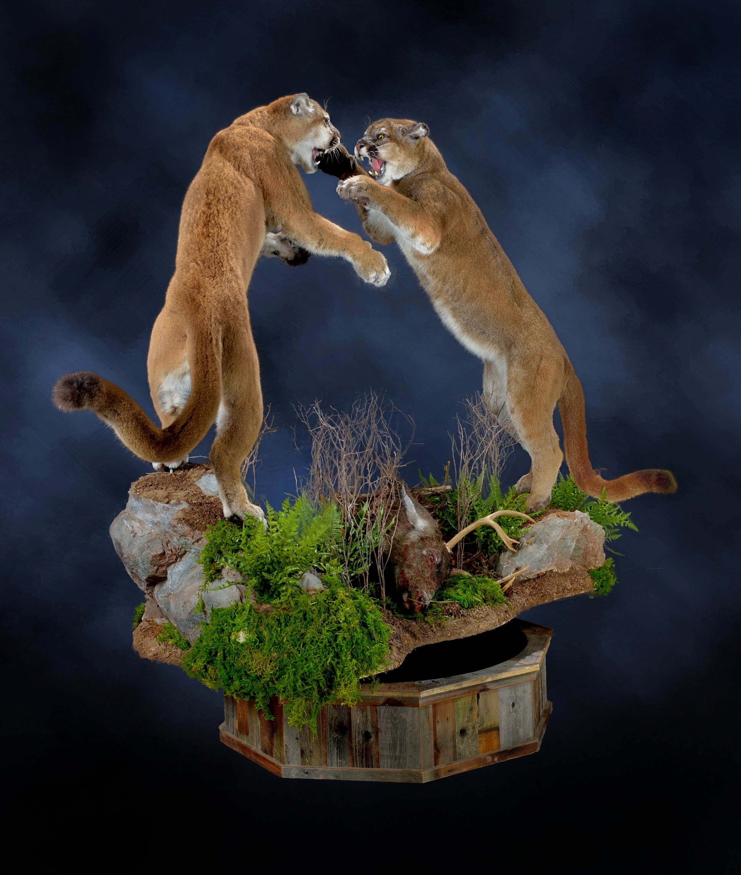 Services — Natural Instincts Taxidermy
