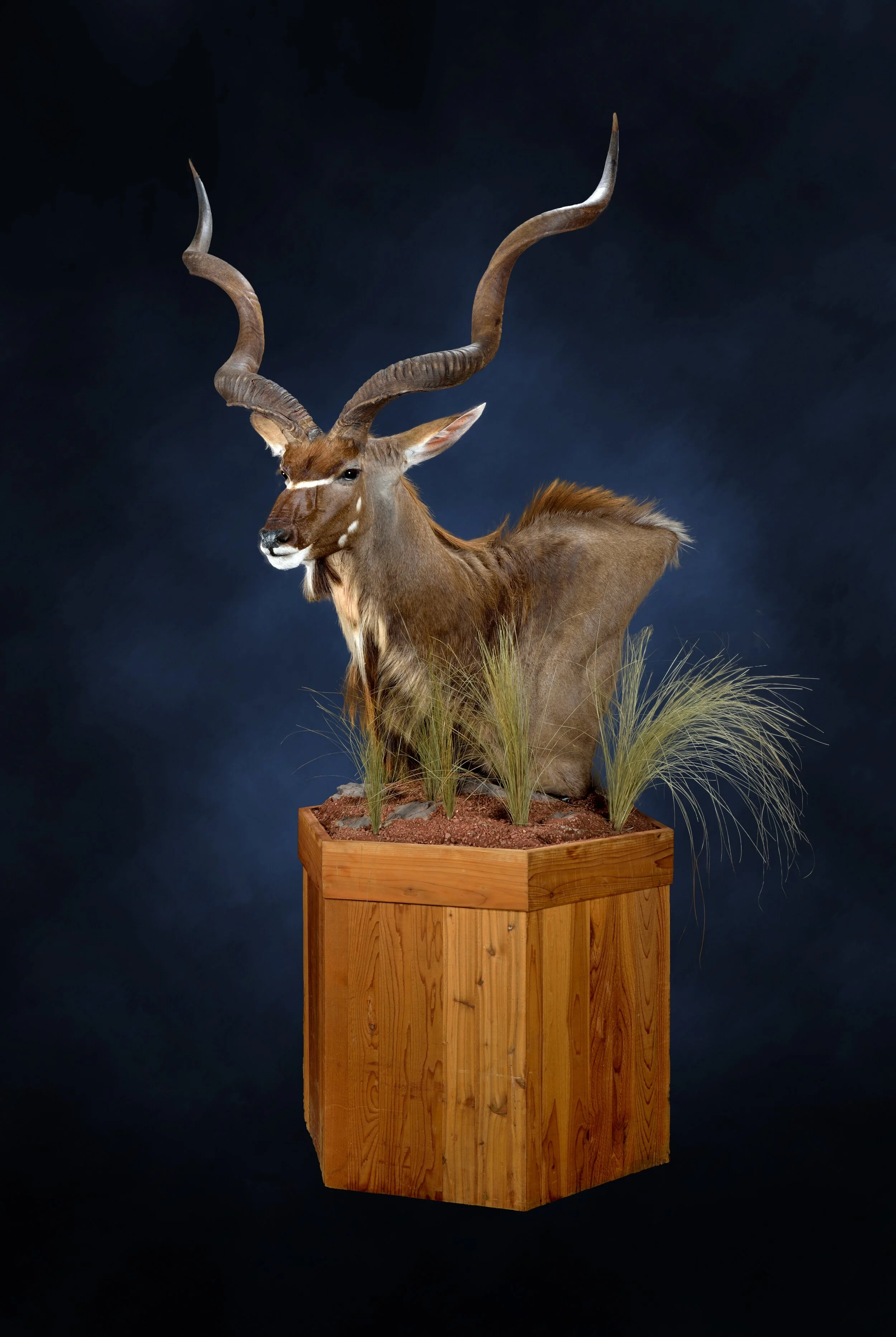Services — Natural Instincts Taxidermy