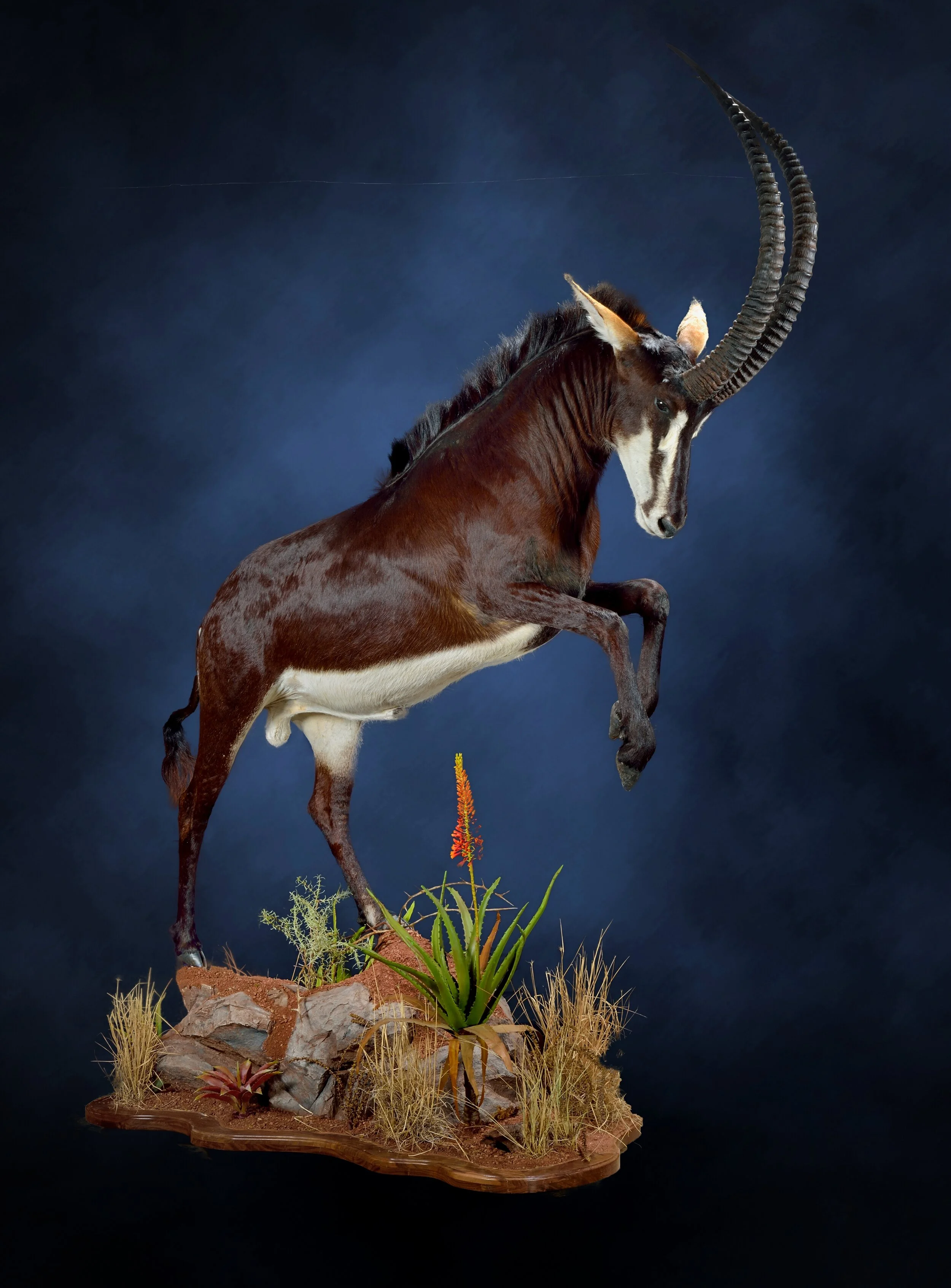 Services — Natural Instincts Taxidermy