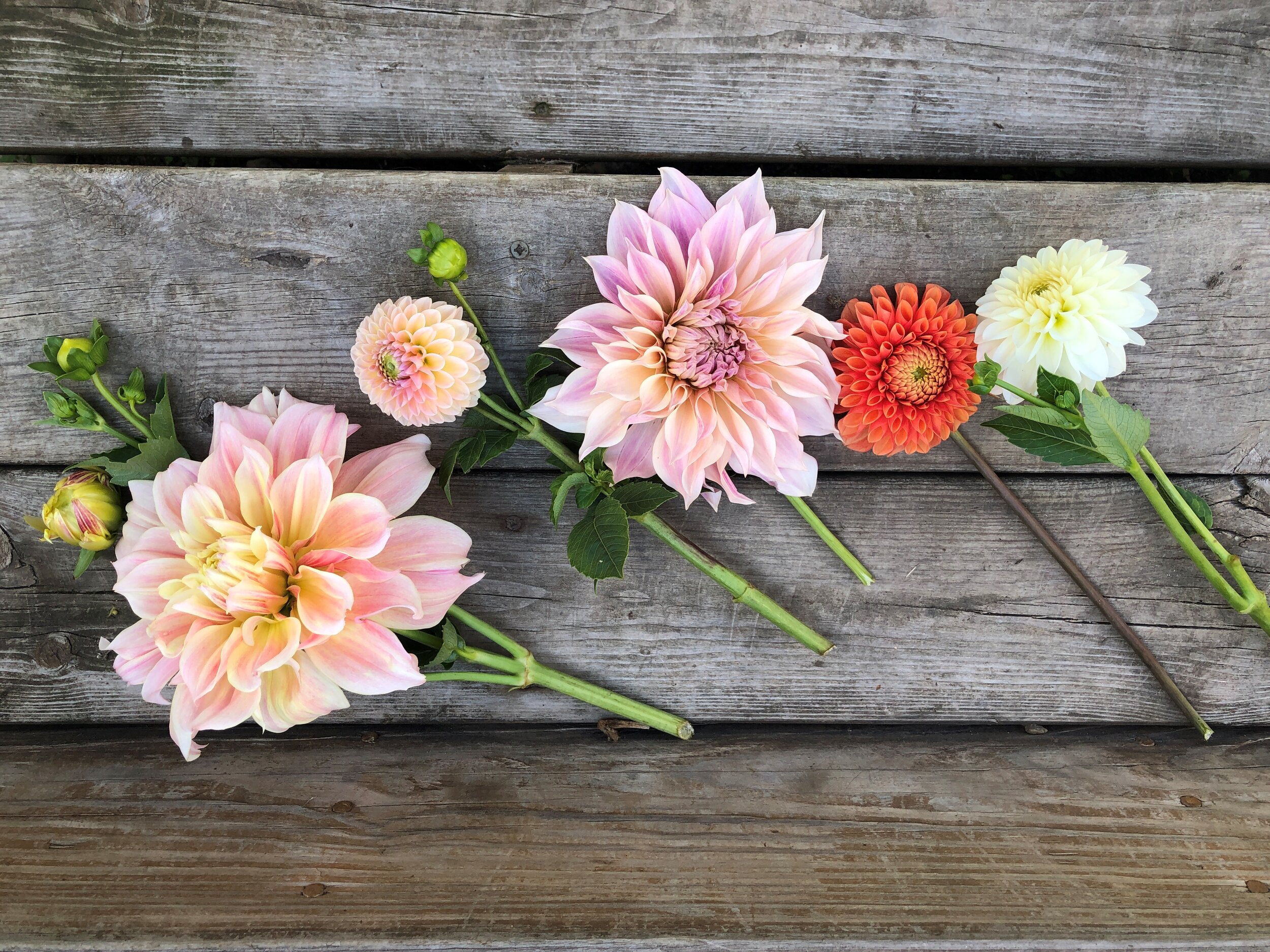 Sweet Bee Flower Farm LLC