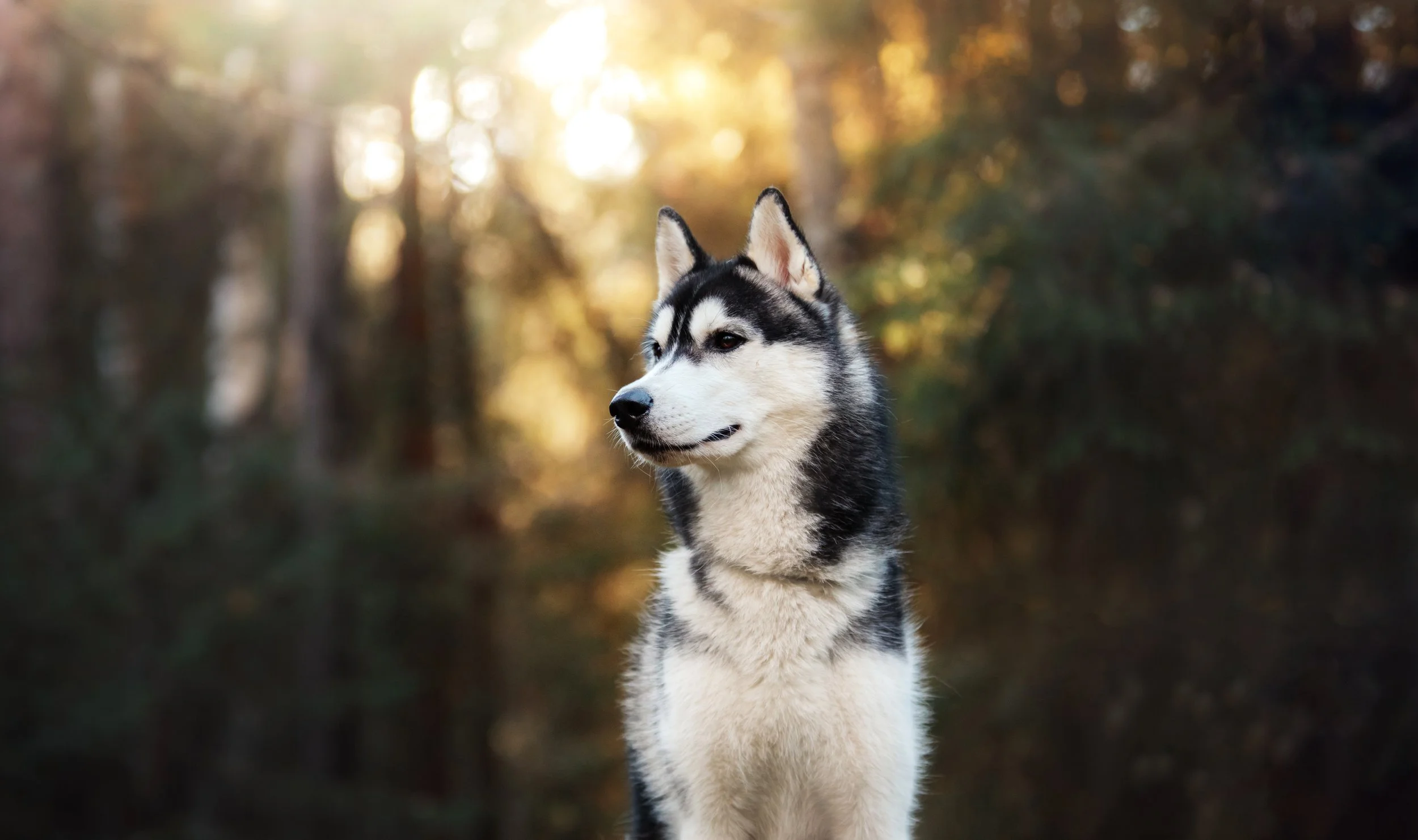 Qpaws: Dog tracking app // The best dog training app for active dog ...