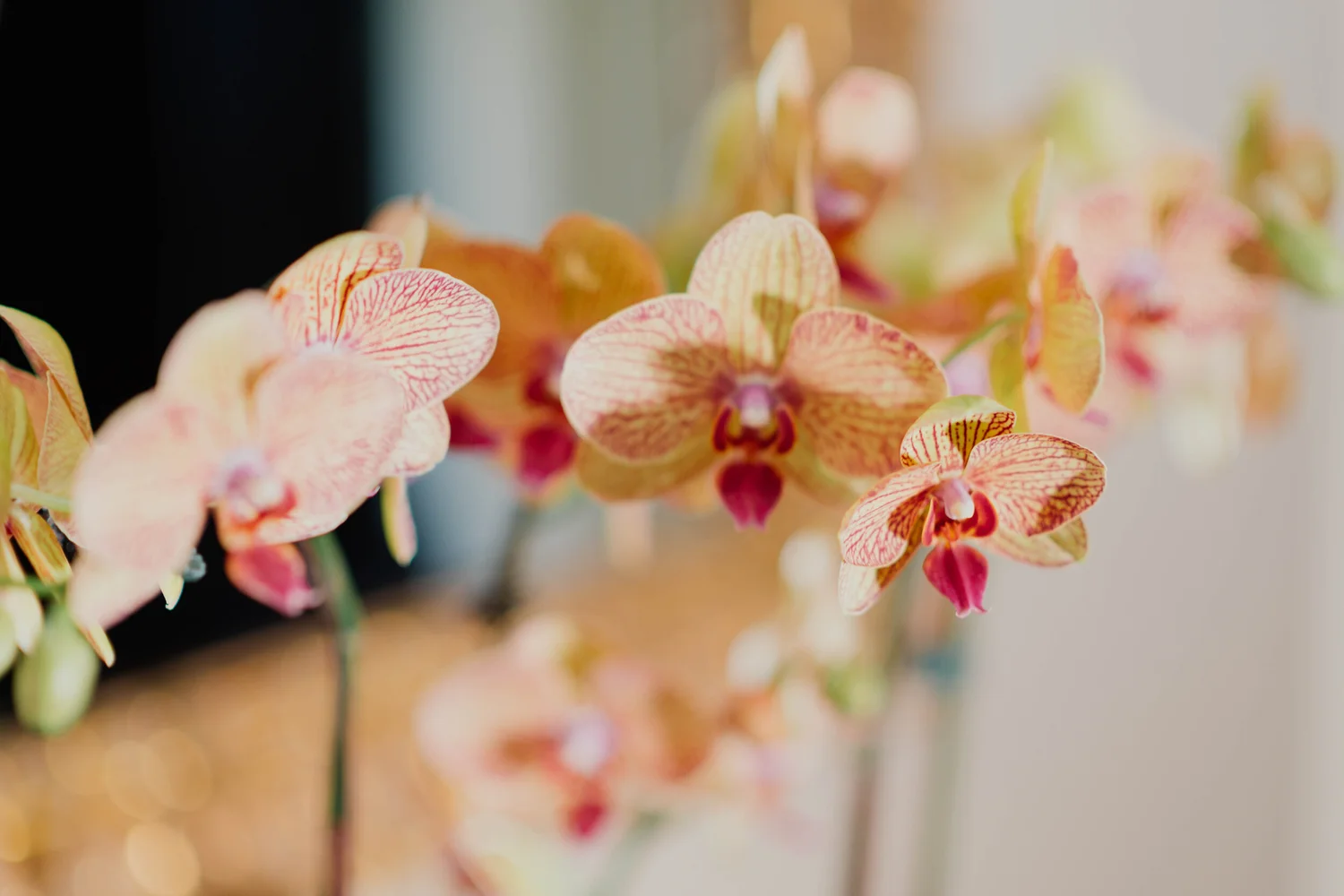 Laura Lines Calligraphy