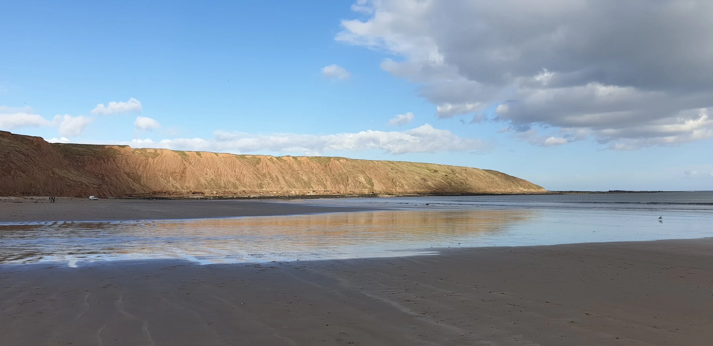 Dividing Alpine strawberries — Carry Forth Tradition