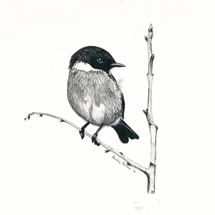 The bold little Stonechat - ink art by Becky James - Carry Forth ...