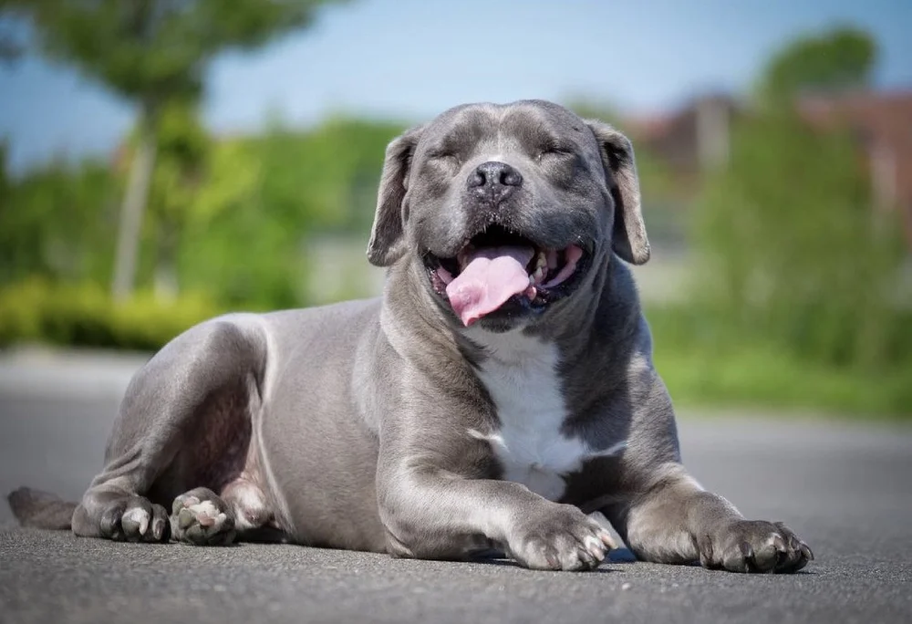 Board and Train — Best Dog Trainer - NYC Dog Training