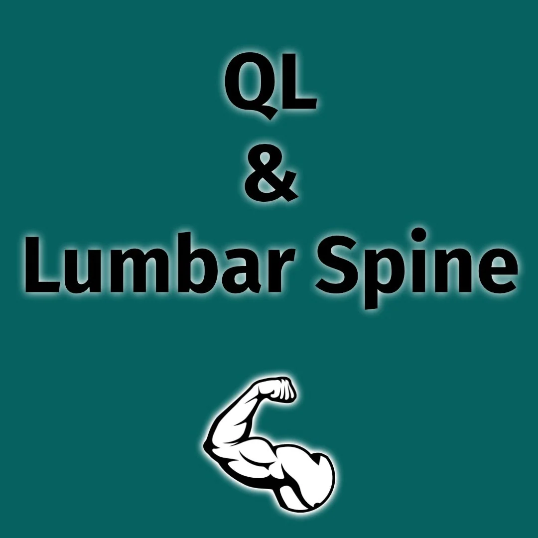 QL & Lumbar spine — Sports Injury Clinic Banbridge