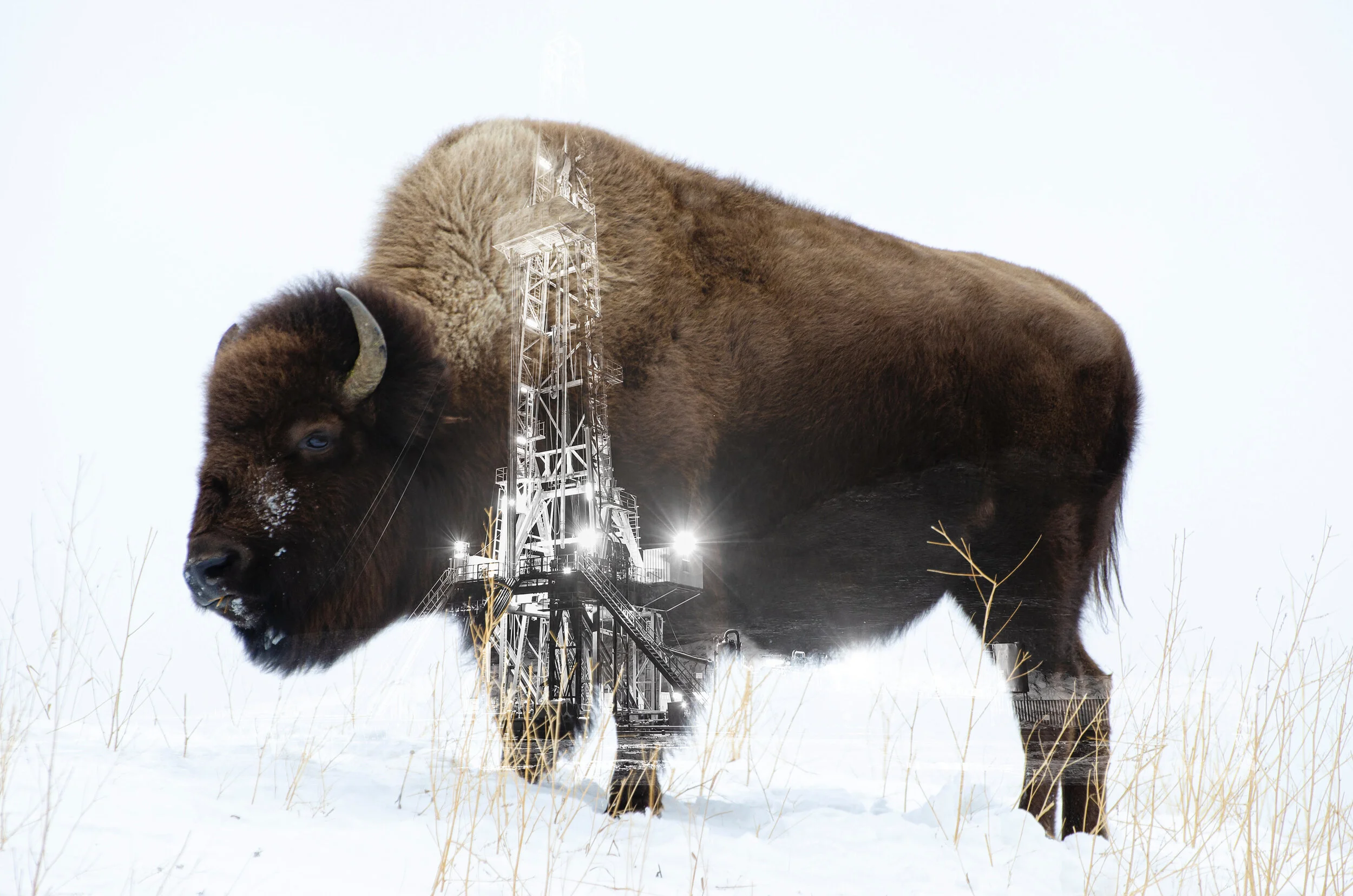 Careers — Bison OG