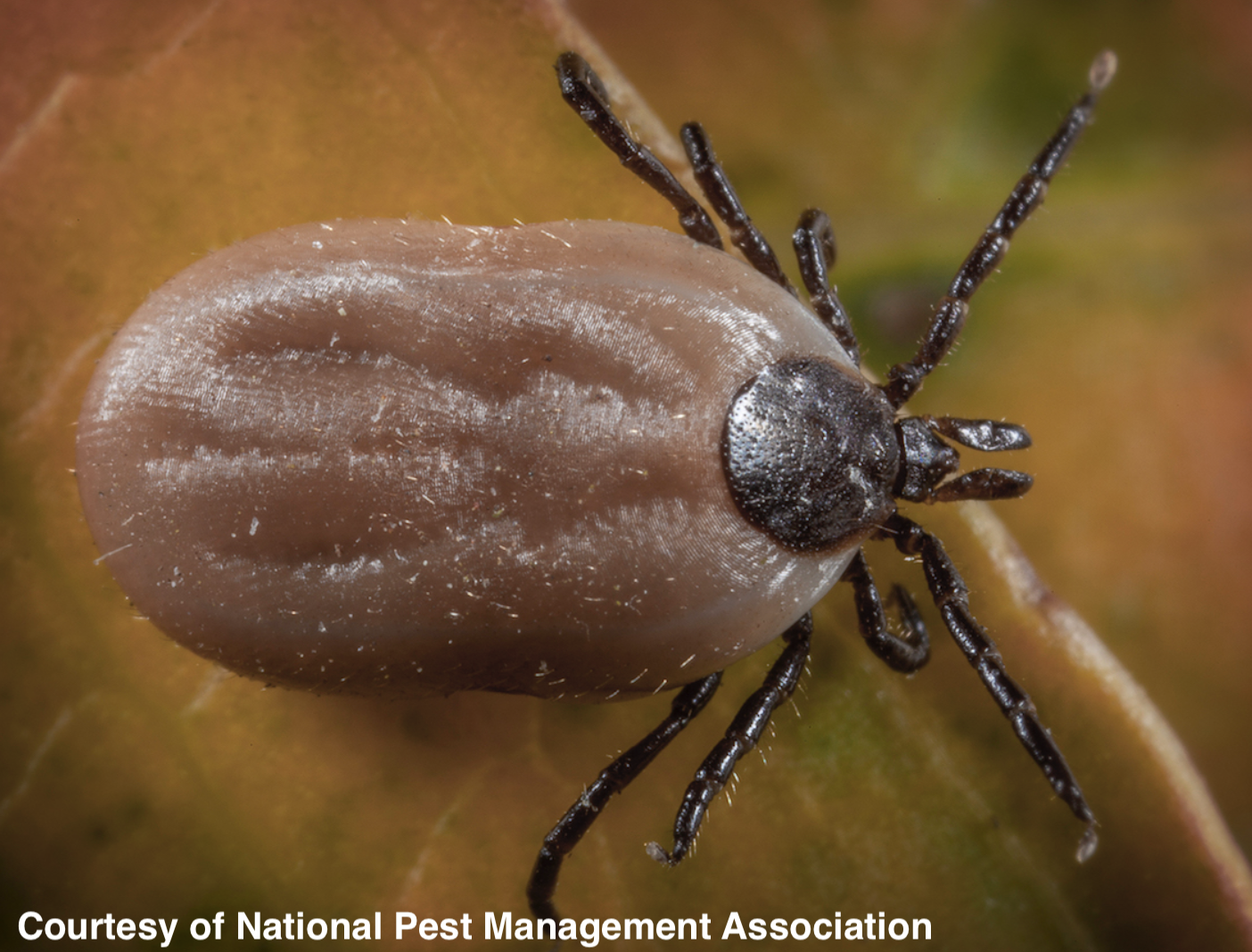 Blood-sucking — Absolute Pest Control