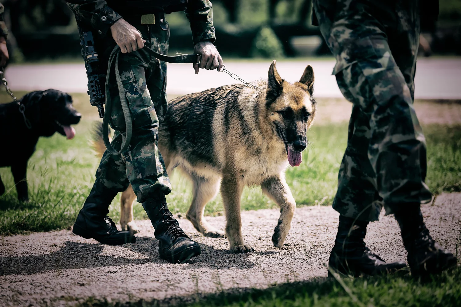 National Canine Facility