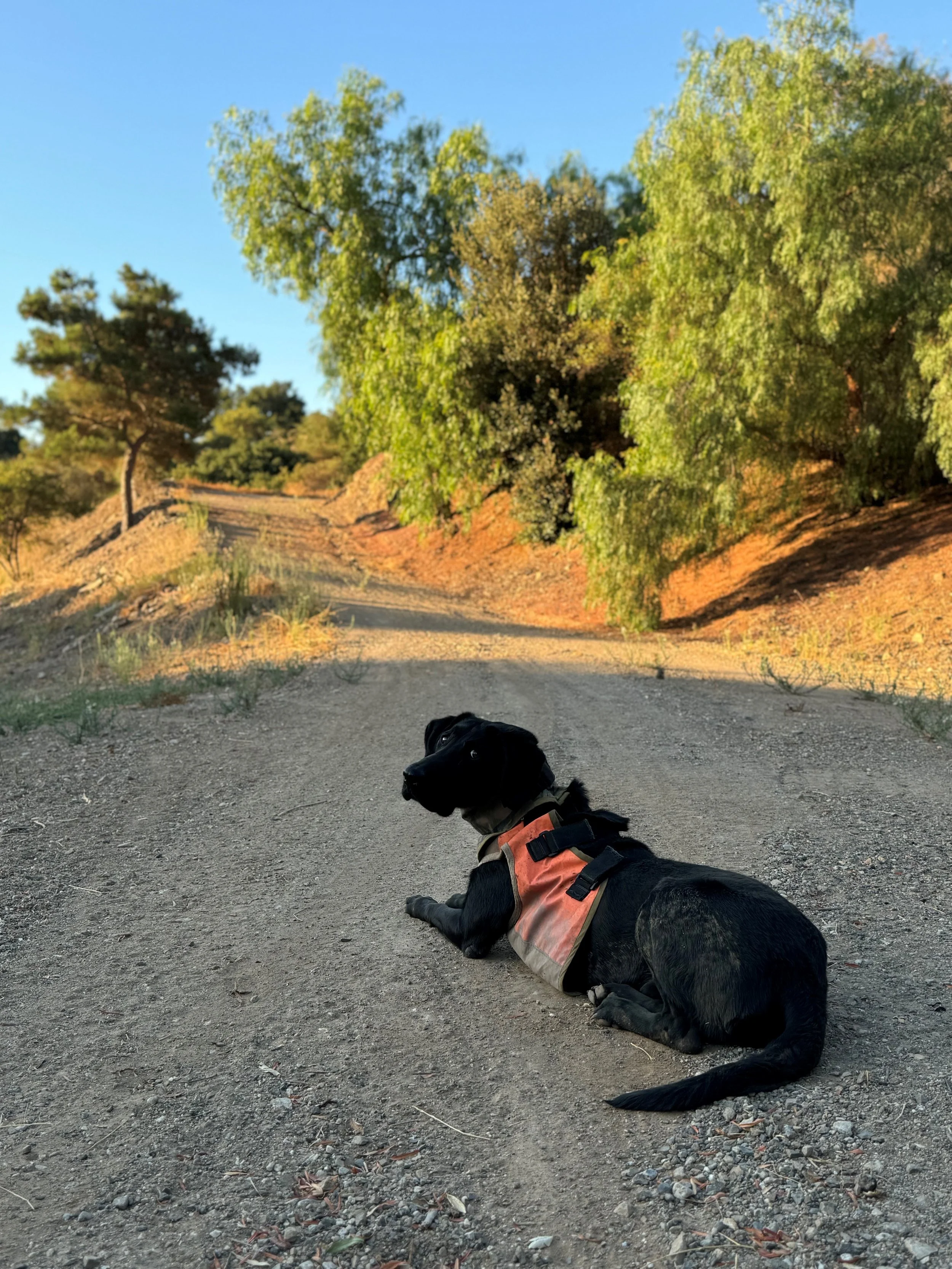 Snake Detection and Removal — National Canine Facility
