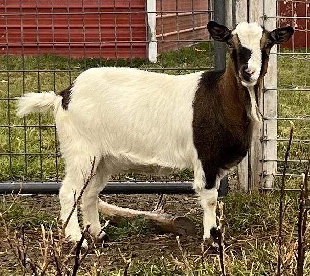 Frassenei Farms Myotonic and Mini Silky Fainting Goats. — Frassenei Farms