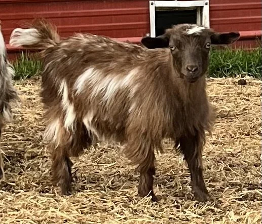 Frassenei Farms Myotonics & Mini-Silky Fainting Goats. — Frassenei Farms