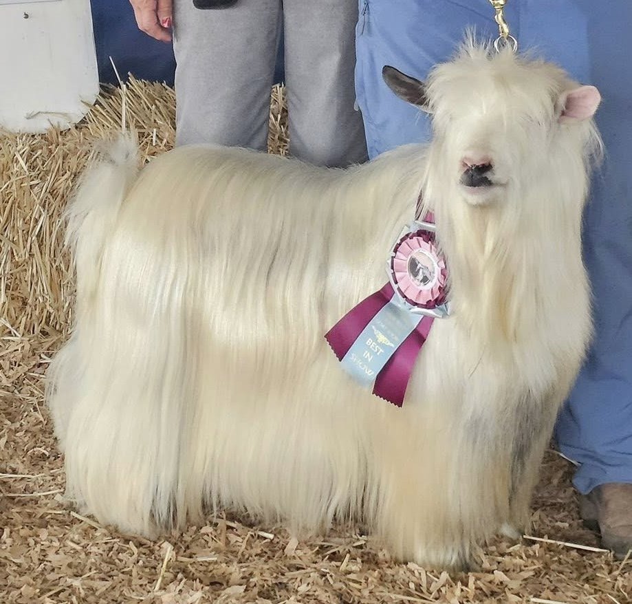 Frassenei Farms Myotonics & Mini-Silky Fainting Goats. — Frassenei Farms