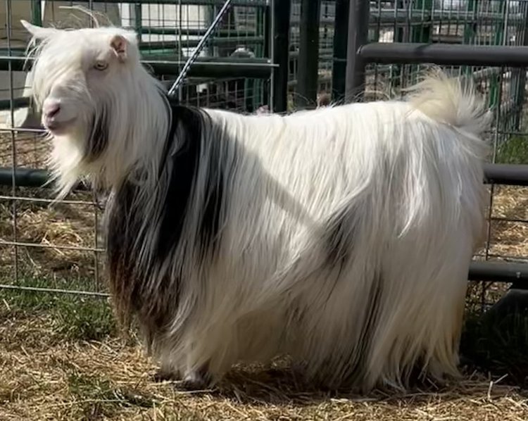 Frassenei Farms Myotonics & Mini-Silky Fainting Goats. — Frassenei Farms