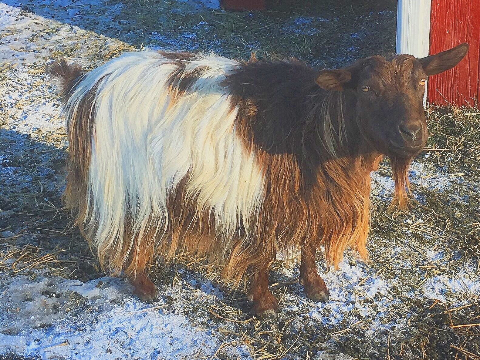 Frassenei Farms Myotonics & Mini-Silky Fainting Goats. — Frassenei Farms