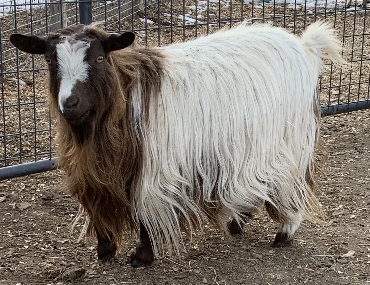 Frassenei Farms Myotonics & Mini-Silky Fainting Goats. — Frassenei Farms