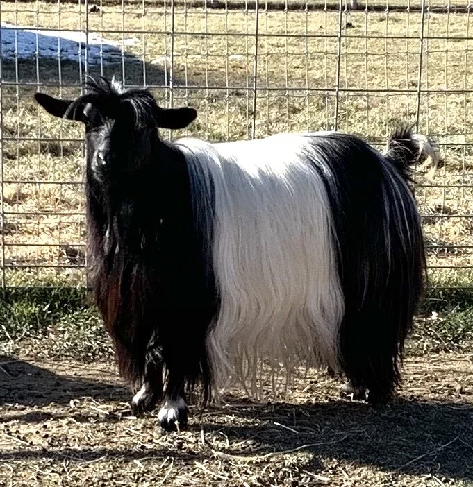 Frassenei Farms Myotonics & Mini-Silky Fainting Goats. — Frassenei Farms