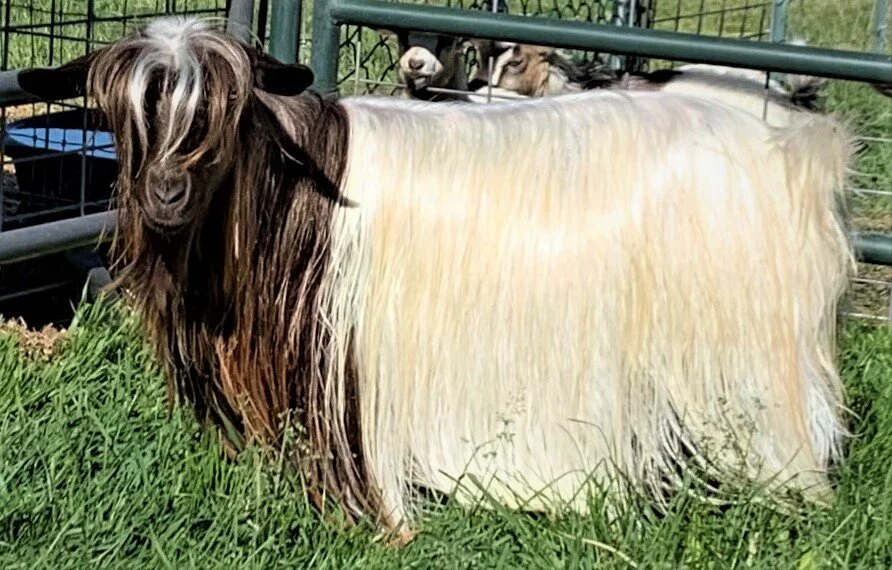 Frassenei Farms Myotonics & Mini-Silky Fainting Goats. — Frassenei Farms