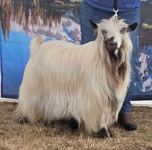 Frassenei Farms Myotonics & Mini-Silky Fainting Goats. — Frassenei Farms