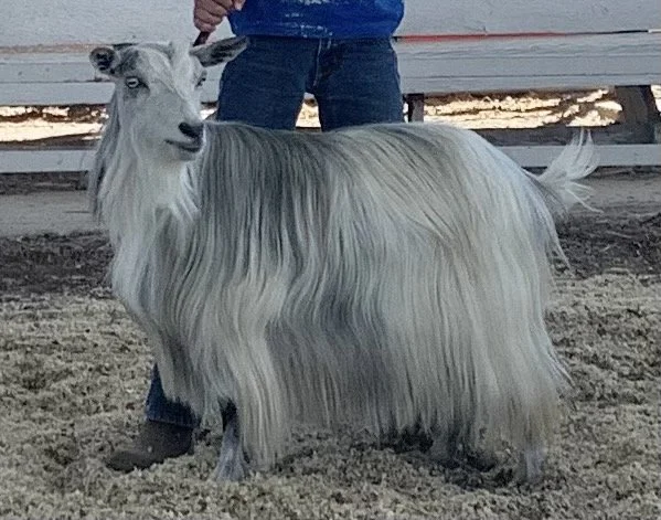 Frassenei Farms Myotonics & Mini-Silky Fainting Goats. — Frassenei Farms