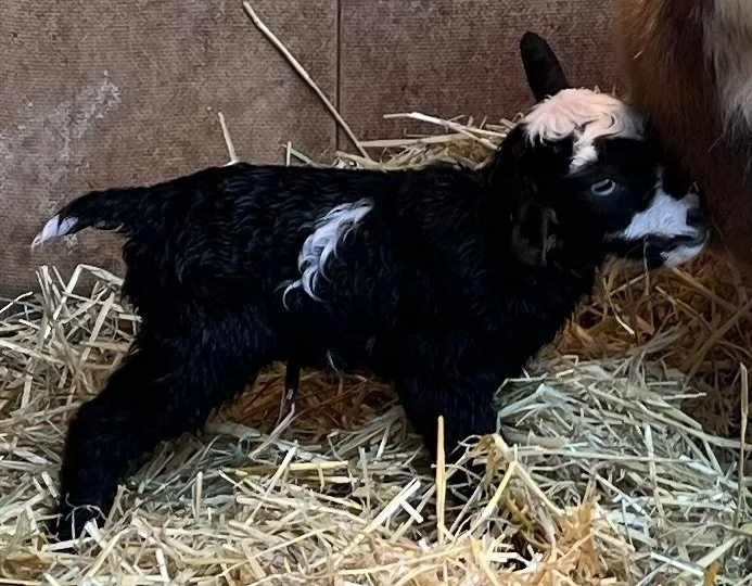 Frassenei Farms Myotonics and Mini-Silky Fainting Goats — Frassenei Farms