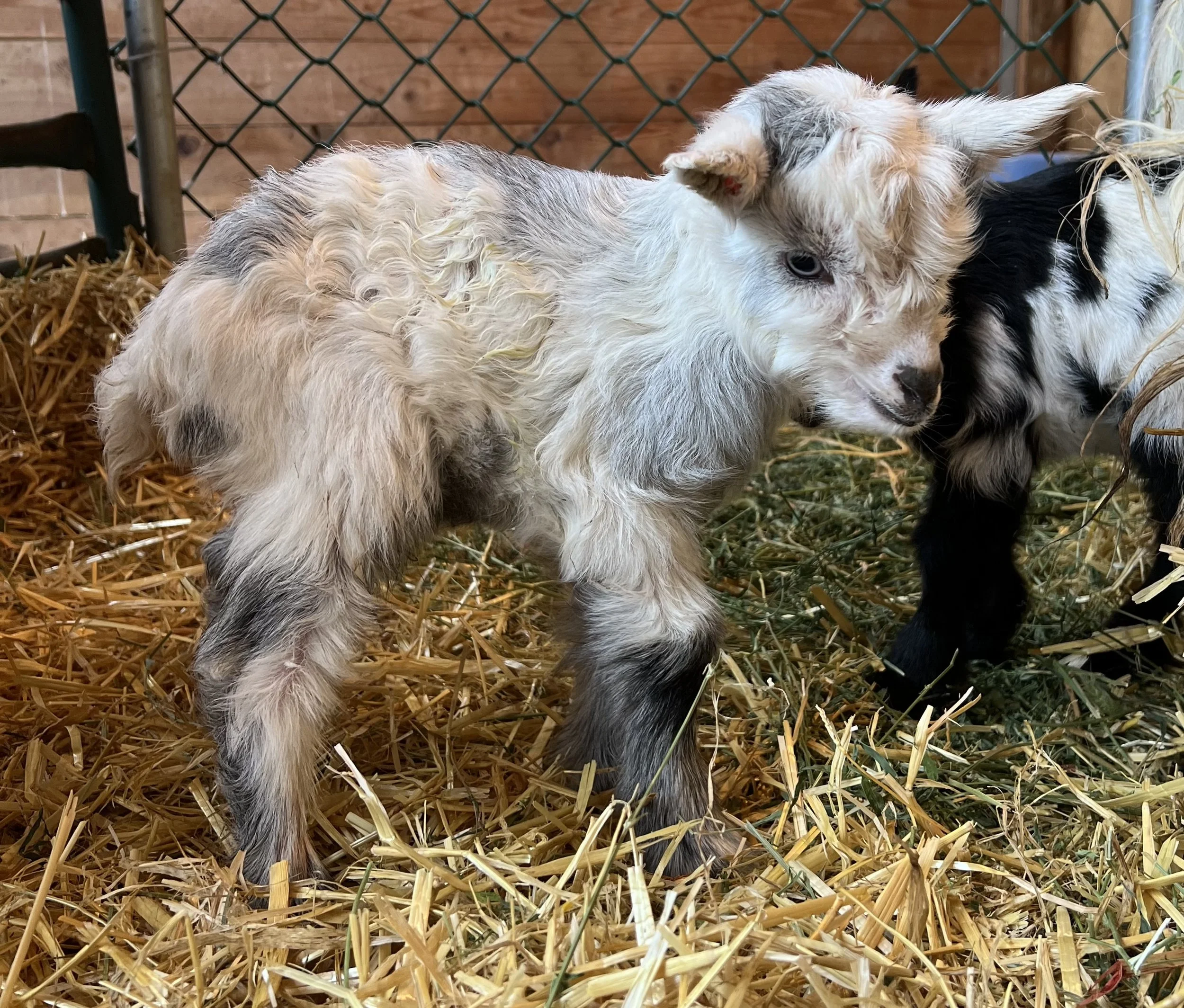 Frassenei Farms Myotonics and Mini-Silky Fainting Goats — Frassenei Farms