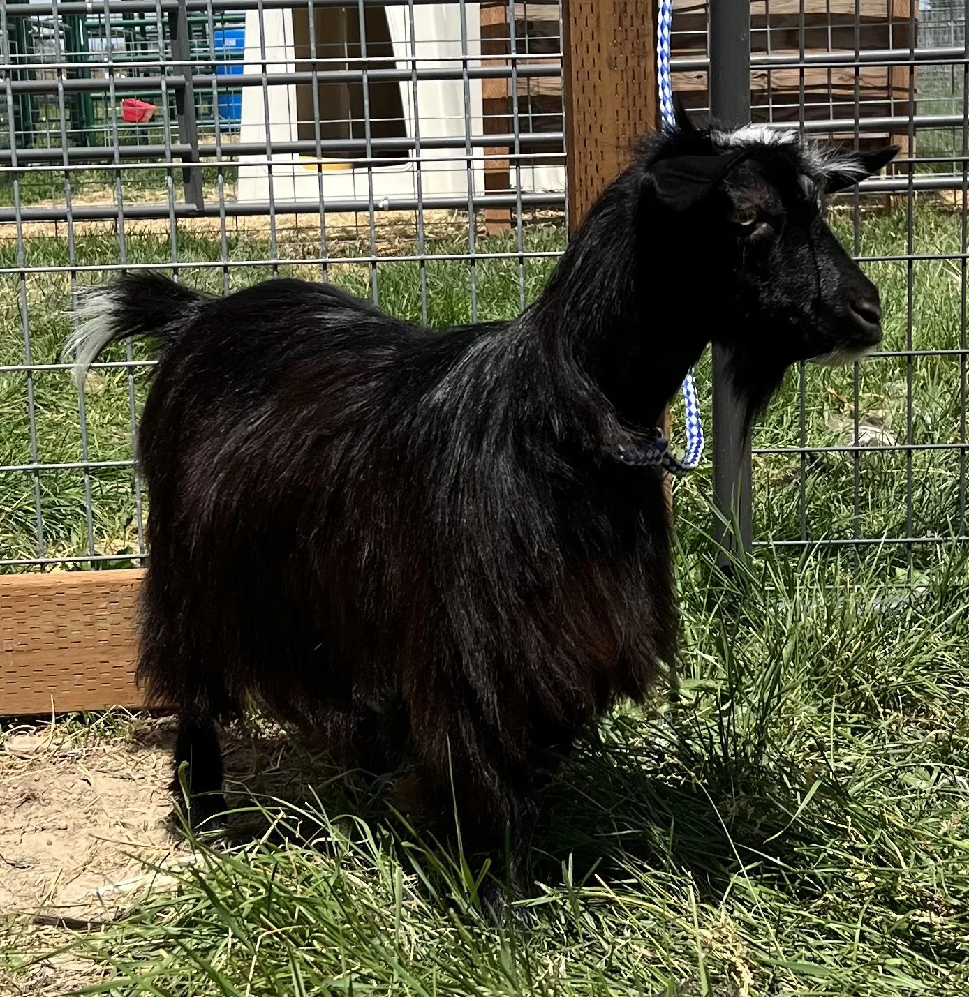Frassenei Farms Myotonics and Mini-Silky Fainting Goats — Frassenei Farms