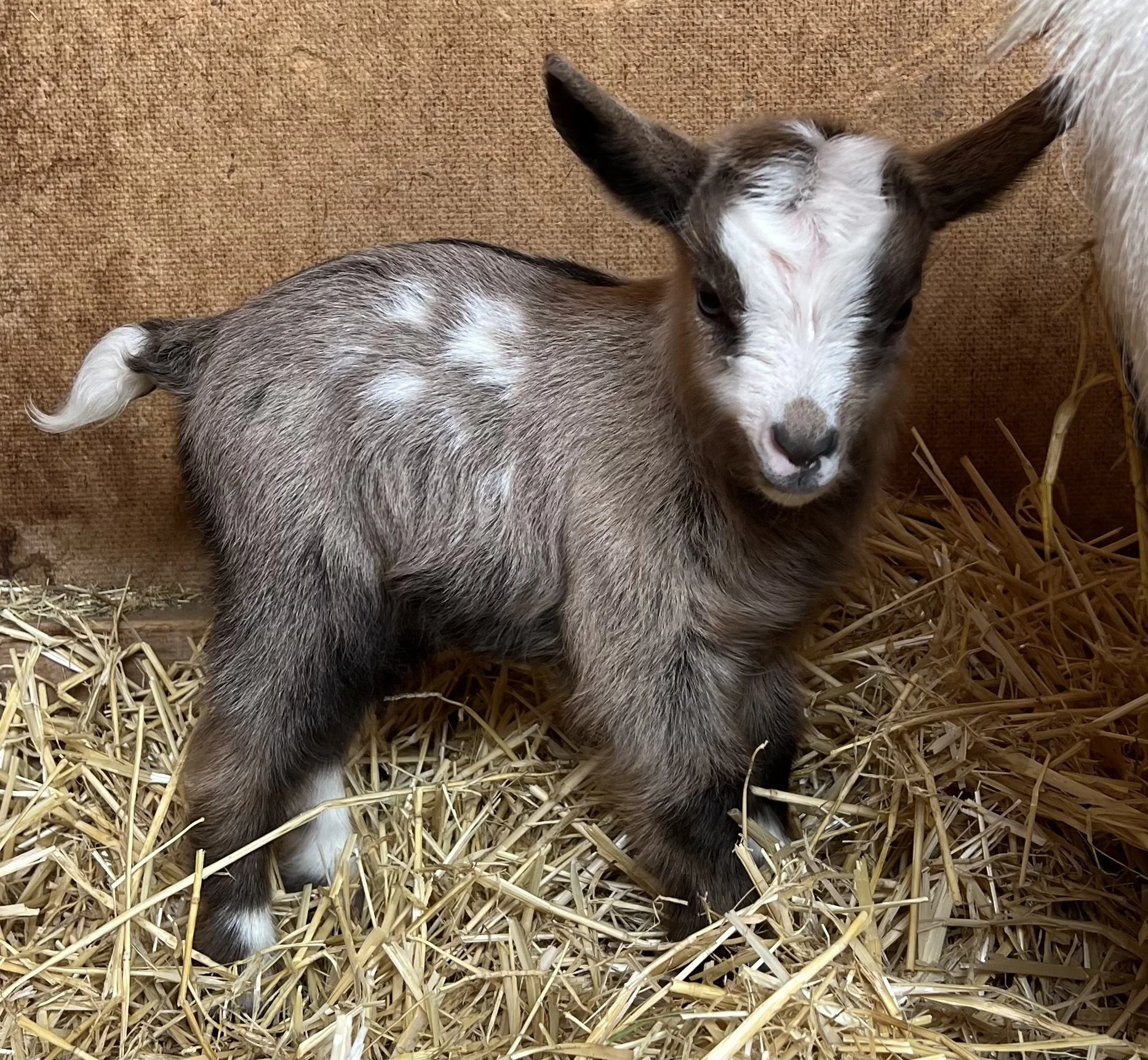 Frassenei Farms Myotonics and Mini-Silky Fainting Goats — Frassenei Farms