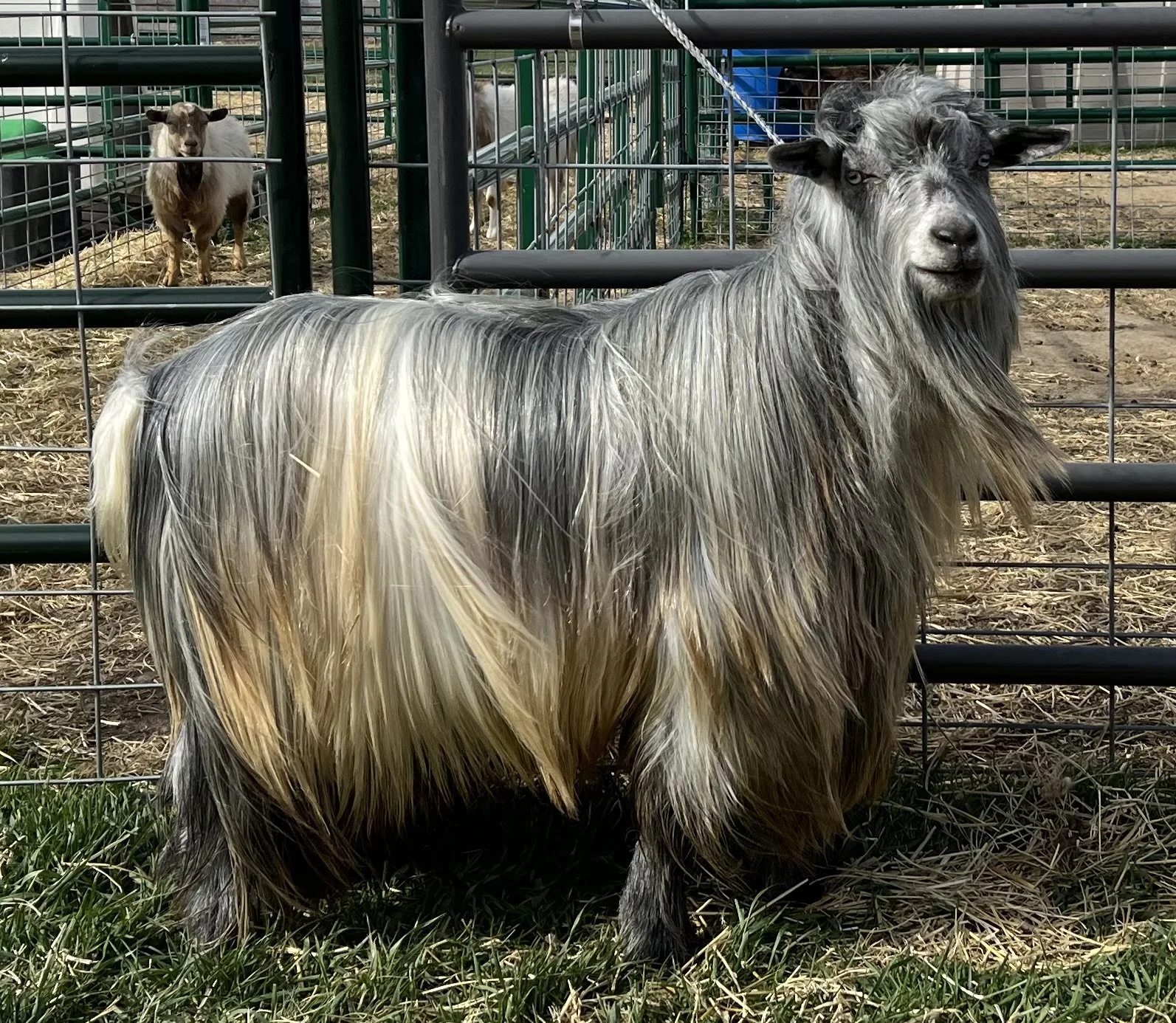 Frassenei Farms Myotonics & Mini-Silky Fainting Goats. — Frassenei Farms