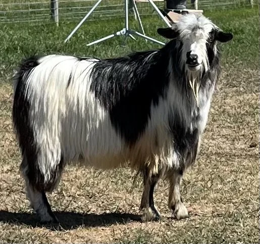 Frassenei Farms Myotonics & Mini-Silky Fainting Goats. — Frassenei Farms