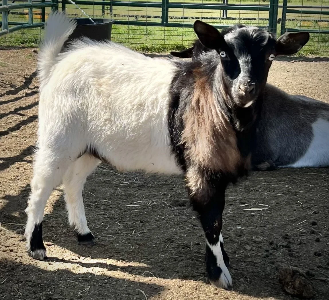 Miniature Myotonics — Frassenei Farms