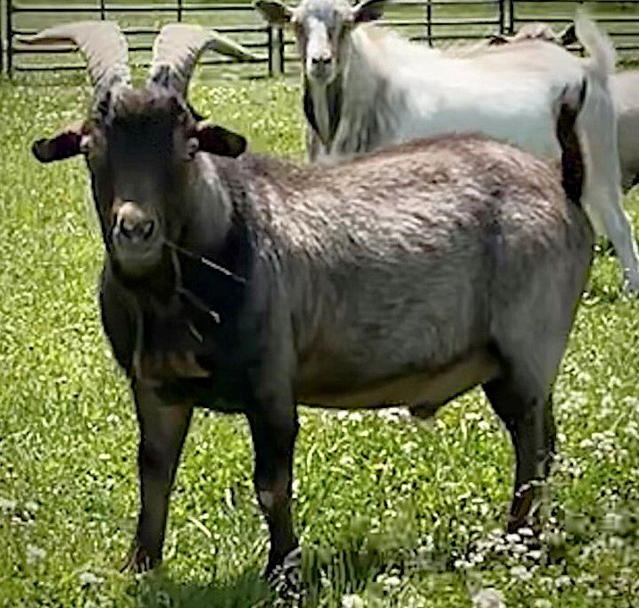 Miniature Myotonics — Frassenei Farms