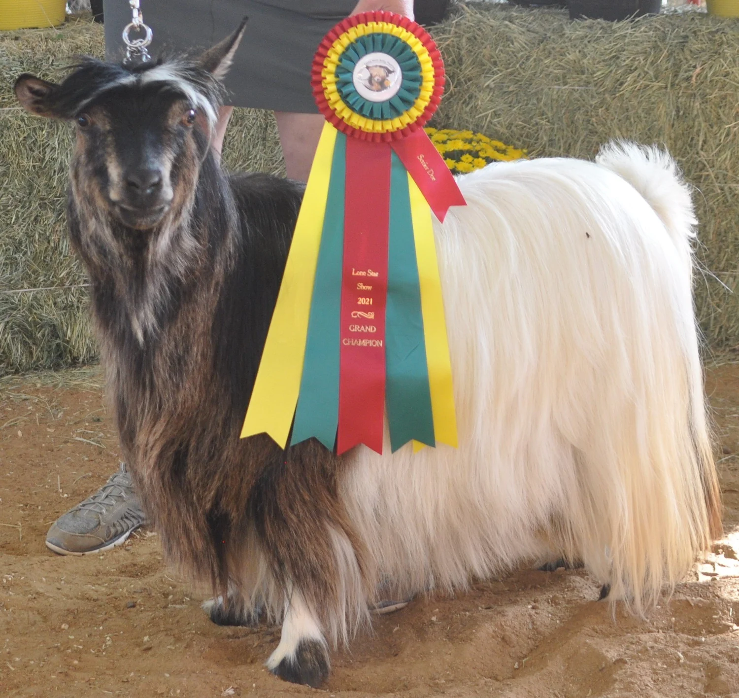 Frassenei Farms Myotonics & Mini-Silky Fainting Goats. — Frassenei Farms