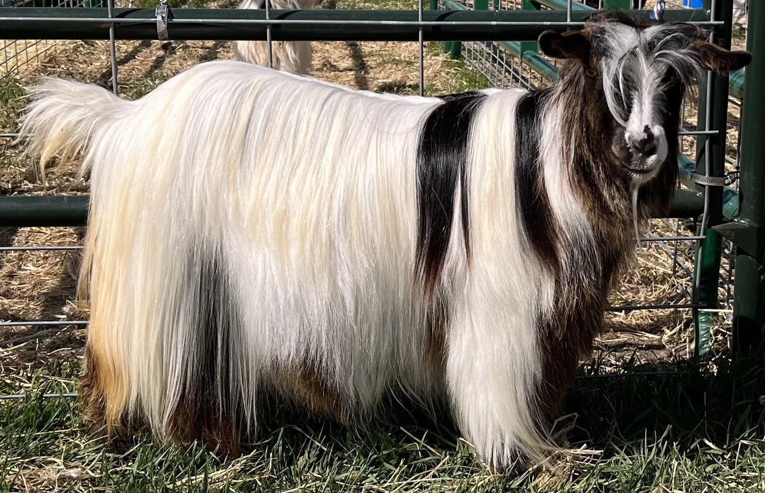 Frassenei Farms Myotonics & Mini-Silky Fainting Goats. — Frassenei Farms