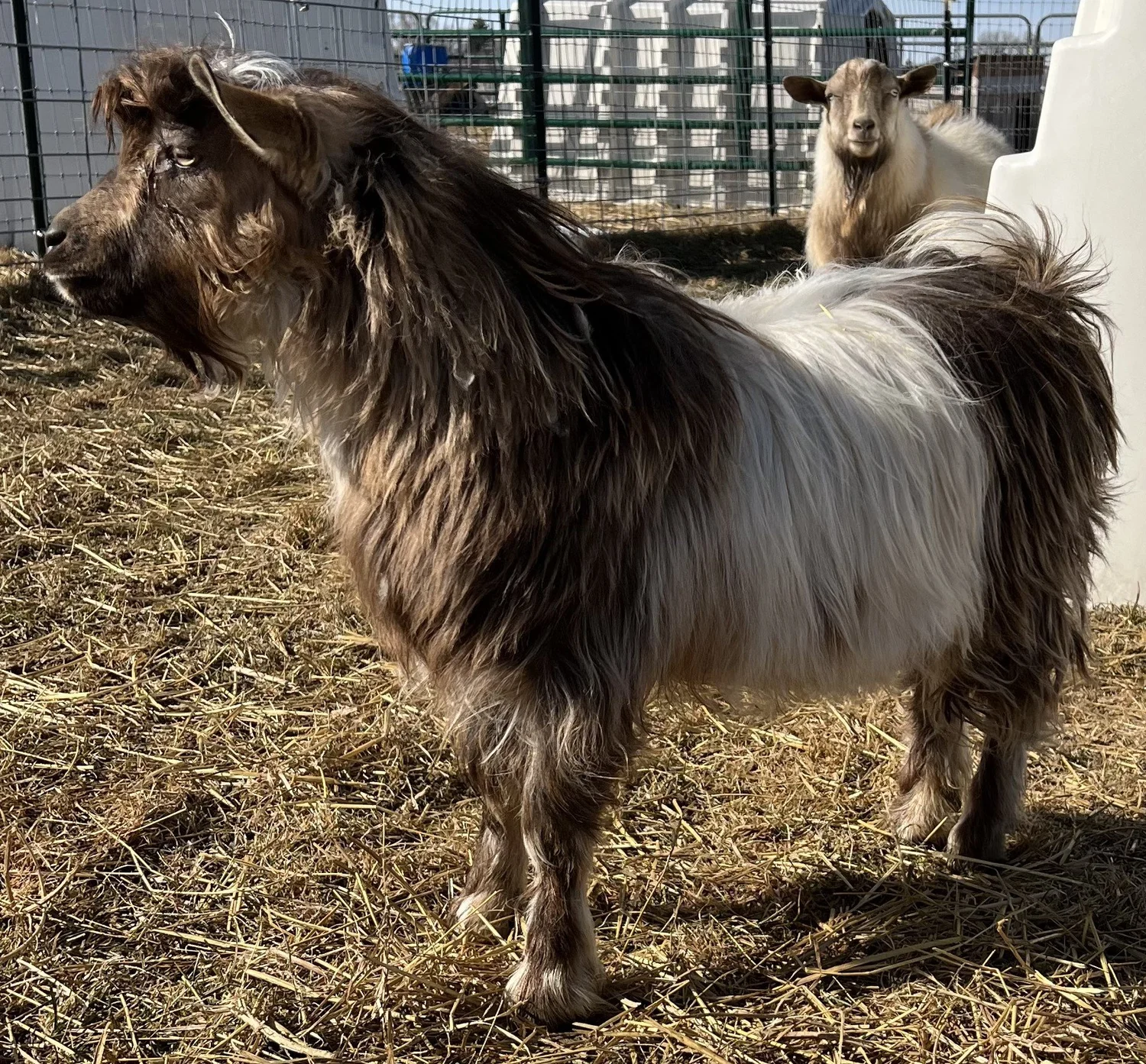 Frassenei Farms Myotonics & Mini-Silky Fainting Goats. — Frassenei Farms