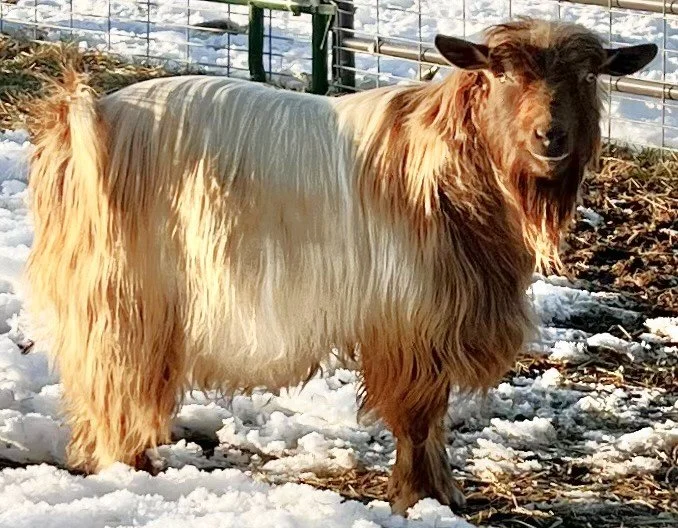 Frassenei Farms Myotonics & Mini-Silky Fainting Goats. — Frassenei Farms