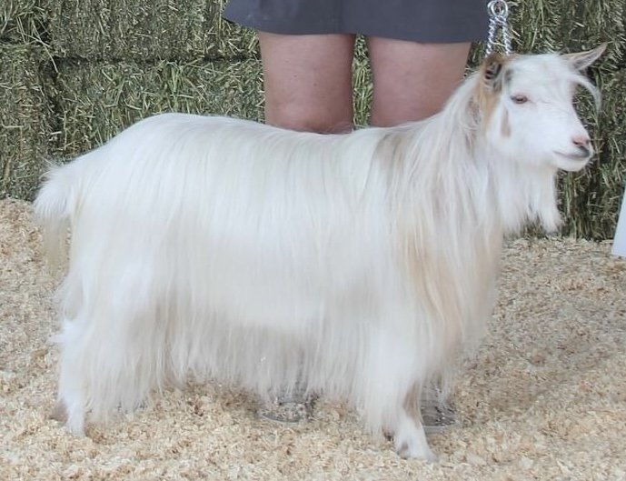 Frassenei Farms Myotonics & Mini-Silky Fainting Goats. — Frassenei Farms
