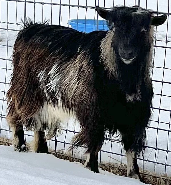 Frassenei Farms Myotonics & Mini-Silky Fainting Goats. — Frassenei Farms