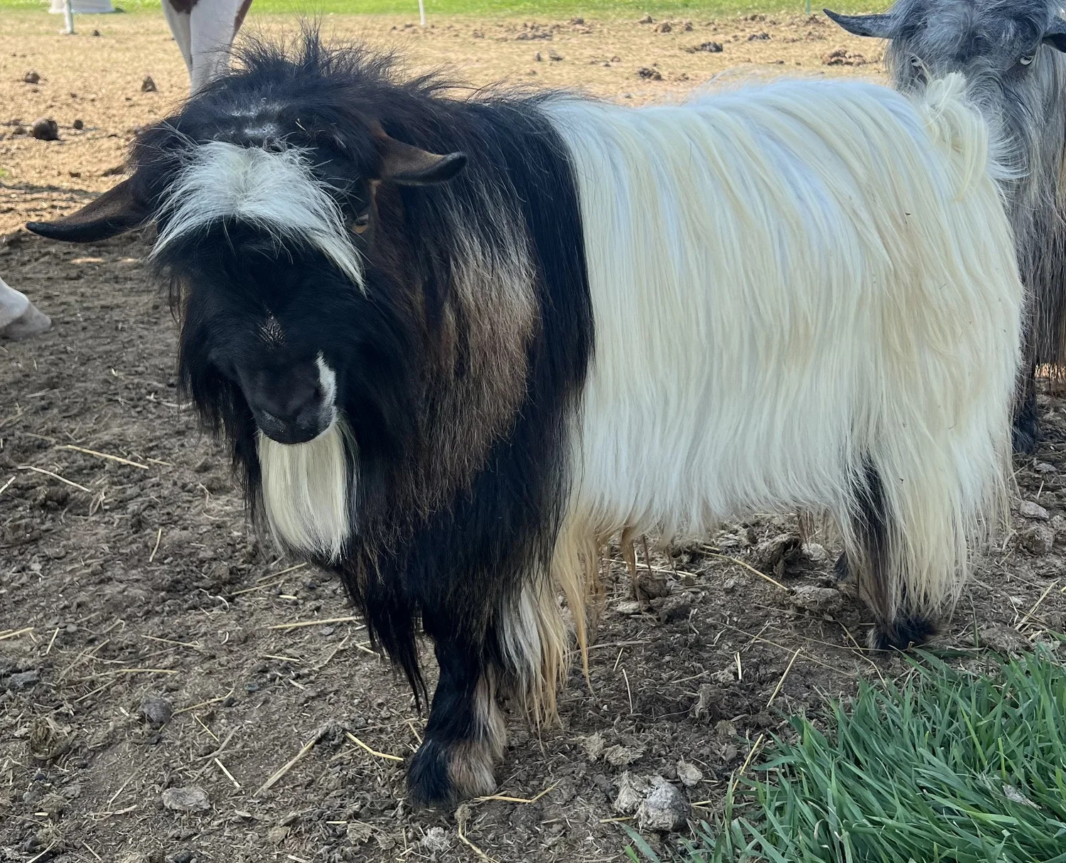 Frassenei Farms Myotonics & Mini-Silky Fainting Goats. — Frassenei Farms