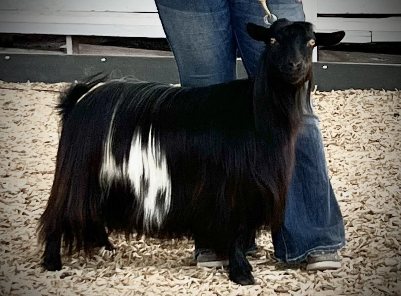 Frassenei Farms Myotonics & Mini-Silky Fainting Goats. — Frassenei Farms